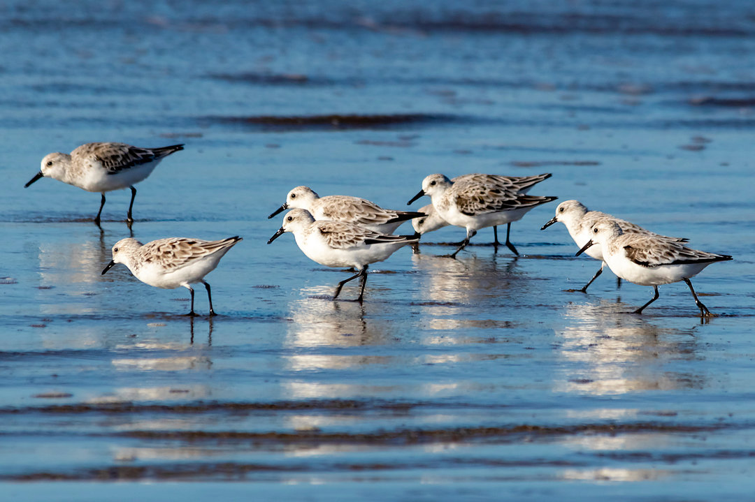 Foto maçarico-branco (Calidris alba) Por Hamilton Ludtke de Moraes ...