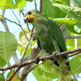 curica (Amazona amazonica) | WikiAves - A Enciclopédia das Aves do Brasil