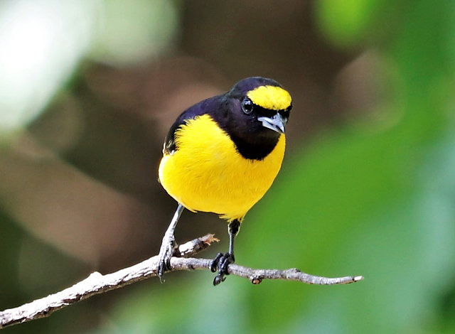 Foto fim-fim (Euphonia chlorotica) Por Chermont P. Braga | Wiki Aves ...