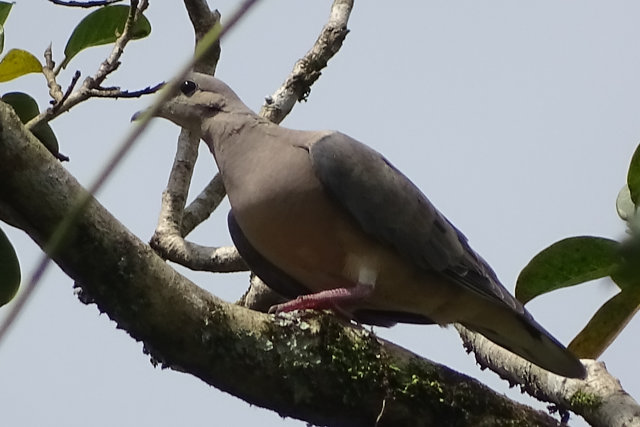 Foto avoante (Zenaida auriculata) Por Ernesto F. Gustmann | Wiki Aves ...