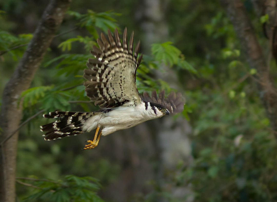Foto falcão-relógio (Micrastur semitorquatus) Por Paulo Couto | Wiki ...