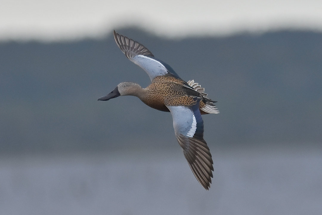 Foto marreca-colhereira (Spatula platalea) Por Ricardo O. De Oliveira ...