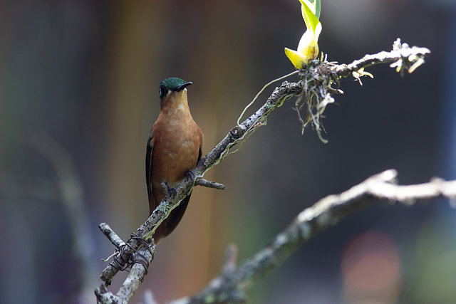 Foto beija-flor-rubi (Heliodoxa rubricauda) Por Alety Meireles | Wiki ...