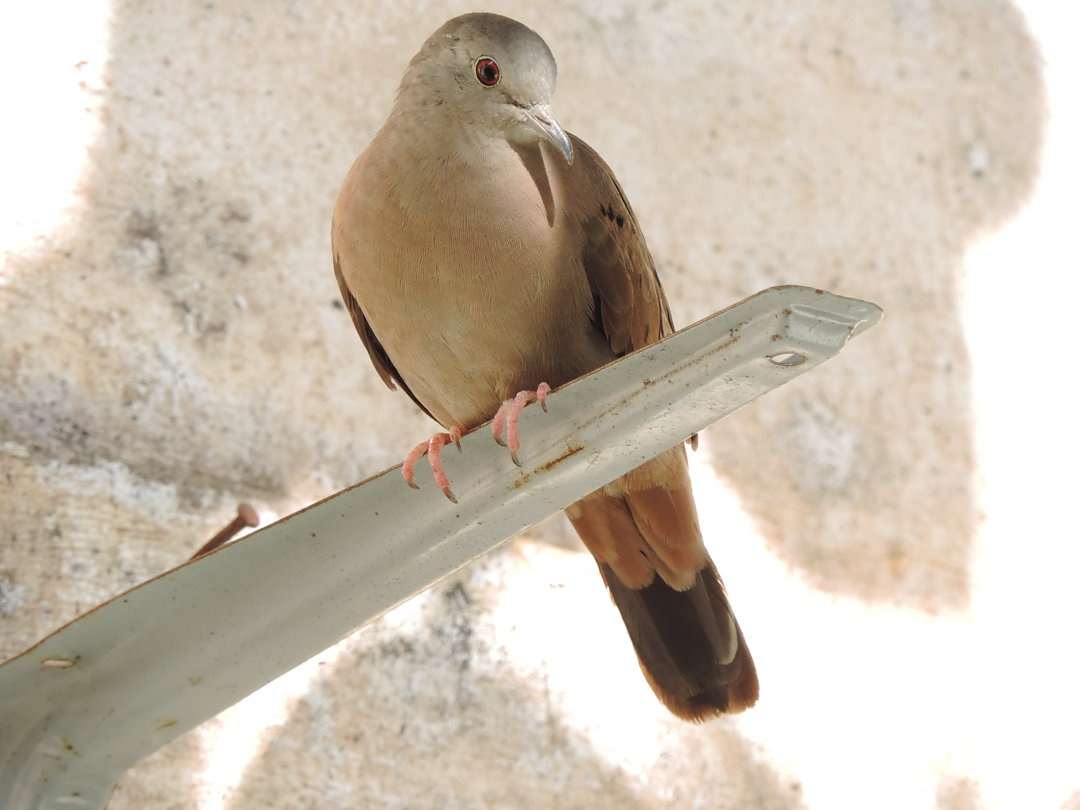Foto rolinha-roxa (Columbina talpacoti) Por Loildd | Wiki Aves - A ...