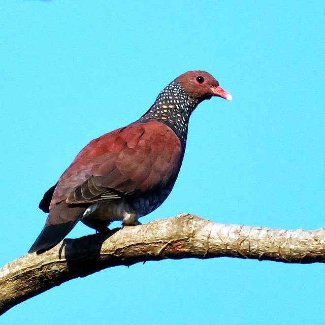 Foto pomba-trocal (Patagioenas speciosa) Por Herman Hensberge | Wiki ...