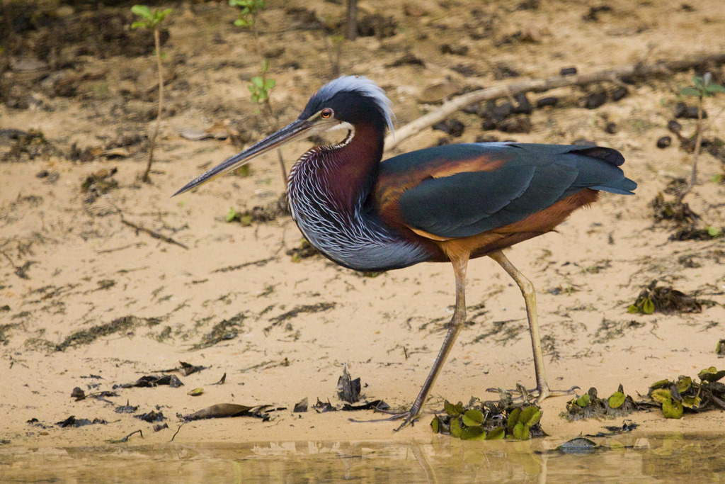 Foto garça-da-mata (Agamia agami) Por Frederico Tavares | Wiki Aves - A ...