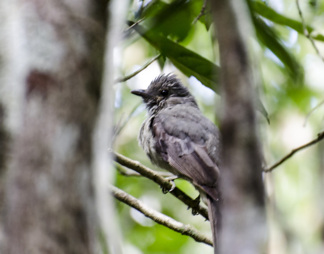 Foto cricrió (Lipaugus vociferans) Por Evandro Limonge | Wiki Aves - A ...