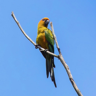 cacaué (Aratinga maculata) | WikiAves - A Enciclopédia das Aves do Brasil