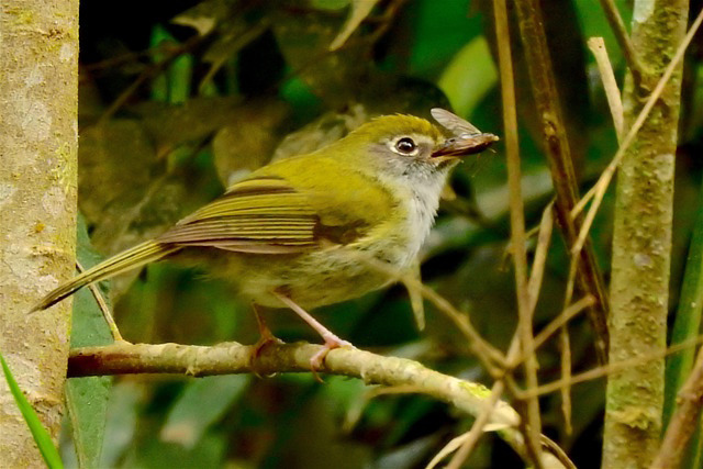 estalinho (Phylloscartes difficilis) | WikiAves - A Enciclopédia das ...