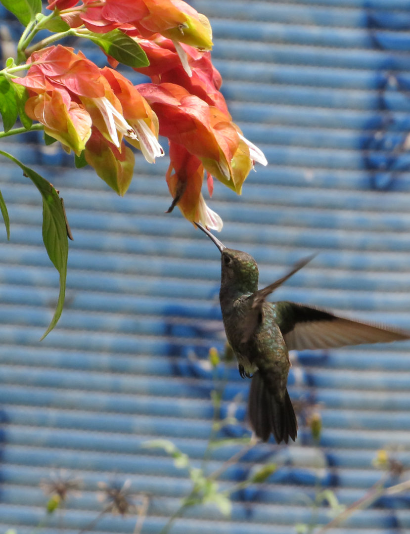 Foto beija-flor-de-peito-azul (Chionomesa lactea) Por Léca | Wiki Aves ...
