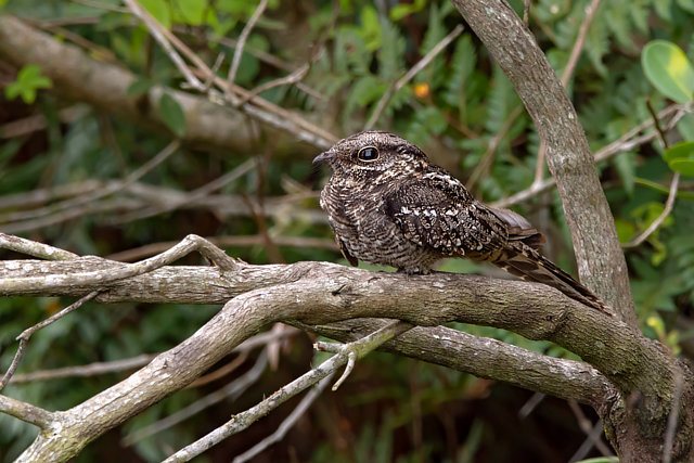 Foto bacurau-tesoura (Hydropsalis torquata) Por Paulo Fenalti | Wiki ...