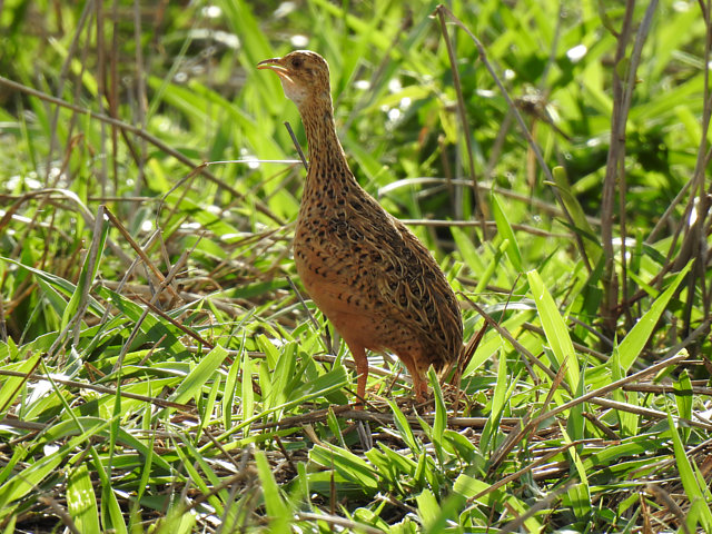 Foto codorna-amarela (Nothura maculosa) Por Glenda Moraes | Wiki Aves ...