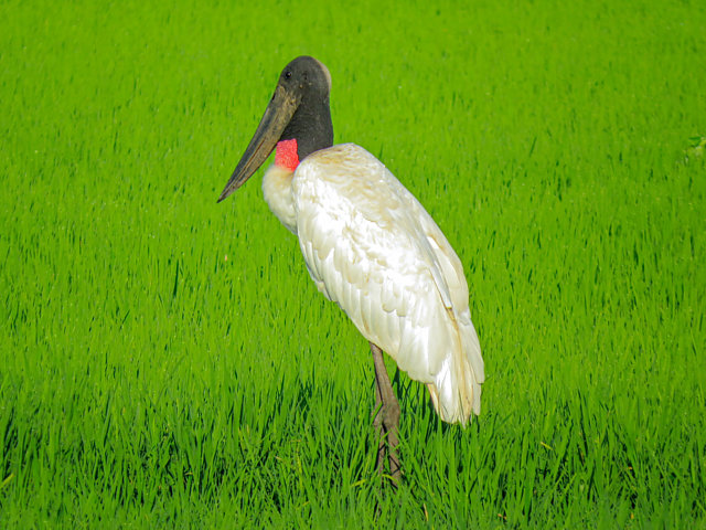 Foto tuiuiú (Jabiru mycteria) Por Vinícius C. Carvalho | Wiki Aves - A ...
