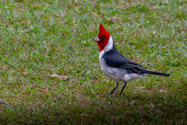 Foto cardeal (Paroaria coronata) Por Enéas G. Junior | Wiki Aves - A ...