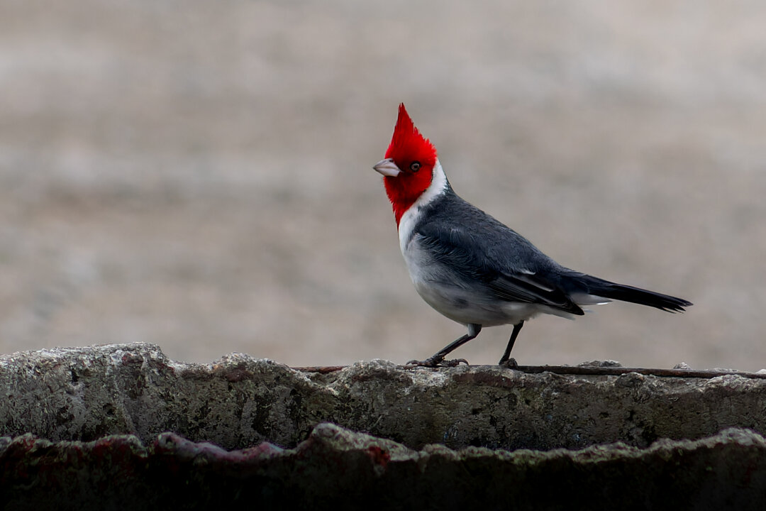 Foto cardeal (Paroaria coronata) Por Enéas G. Junior | Wiki Aves - A ...