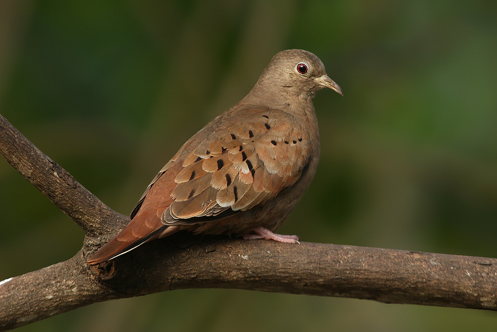 Foto rolinha-roxa (Columbina talpacoti) Por Leonardo Casadei | Wiki ...