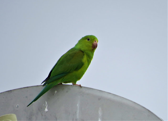 Foto periquito-rico (Brotogeris tirica) Por Manuela Varchaki | Wiki ...