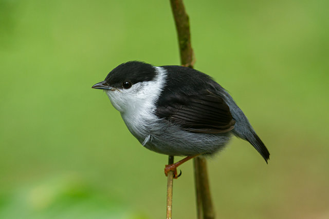 Foto rendeira (Manacus manacus) Por Henry Miller Alexandre | Wiki Aves ...
