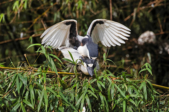 Foto arapapá (Cochlearius cochlearius) Por Luís Roberto da Silva | Wiki ...