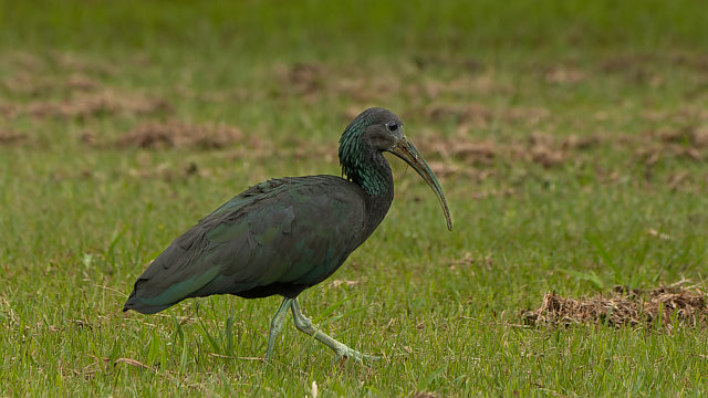 Foto coró-coró (Mesembrinibis cayennensis) Por Ricardo Mitidieri | Wiki ...