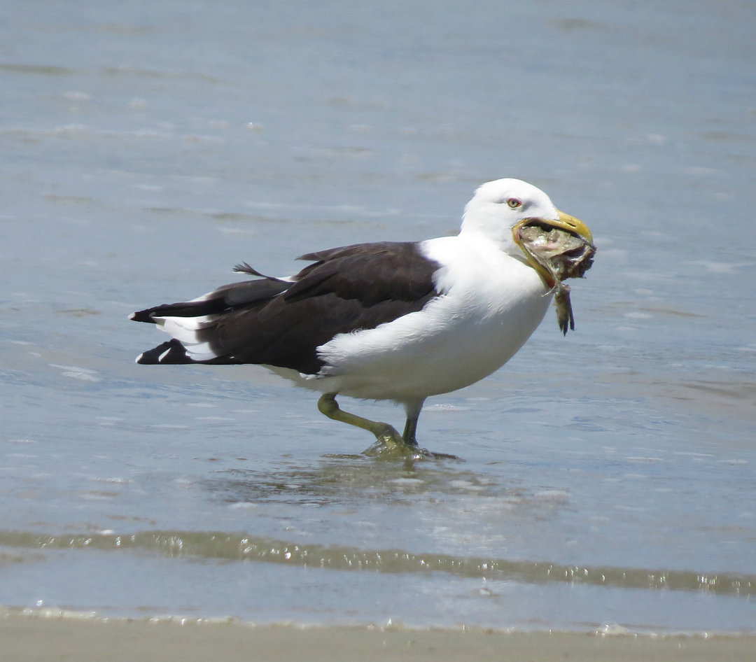 Foto gaivotão (Larus dominicanus) Por Débora Debon Portolan | Wiki Aves ...