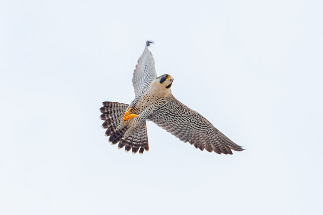 Foto falcão-peregrino (Falco peregrinus) Por Miguel Bellucci | Wiki ...