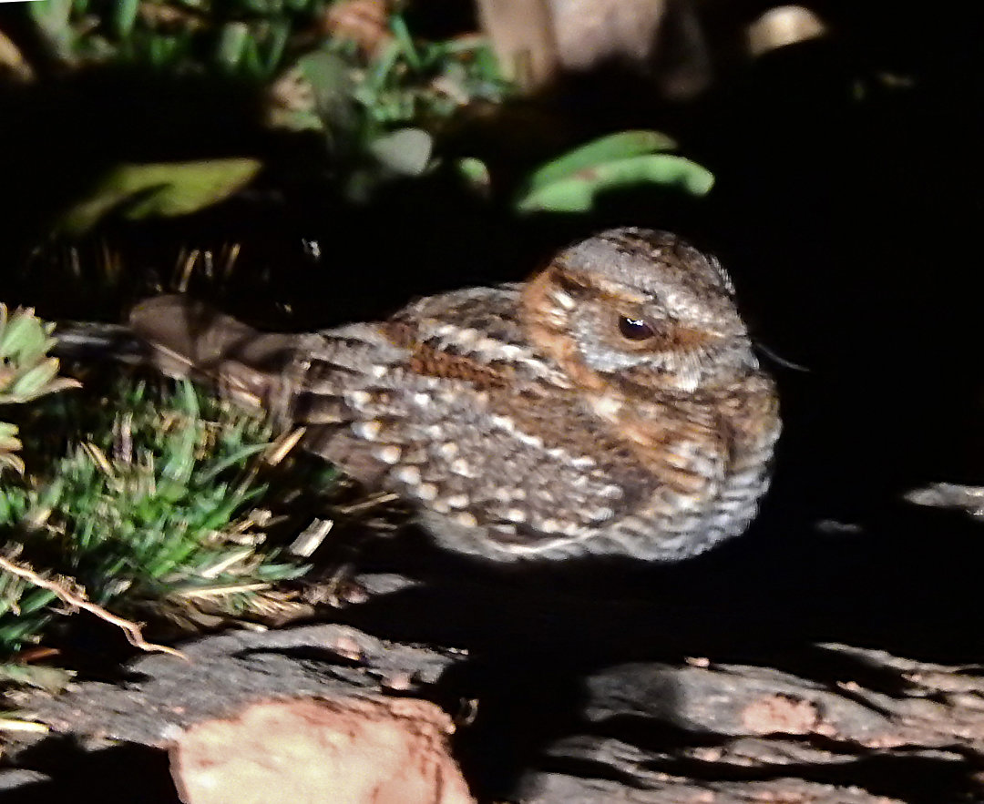 Foto bacurau-tesoura (Hydropsalis torquata) Por Daniel Brazil | Wiki ...