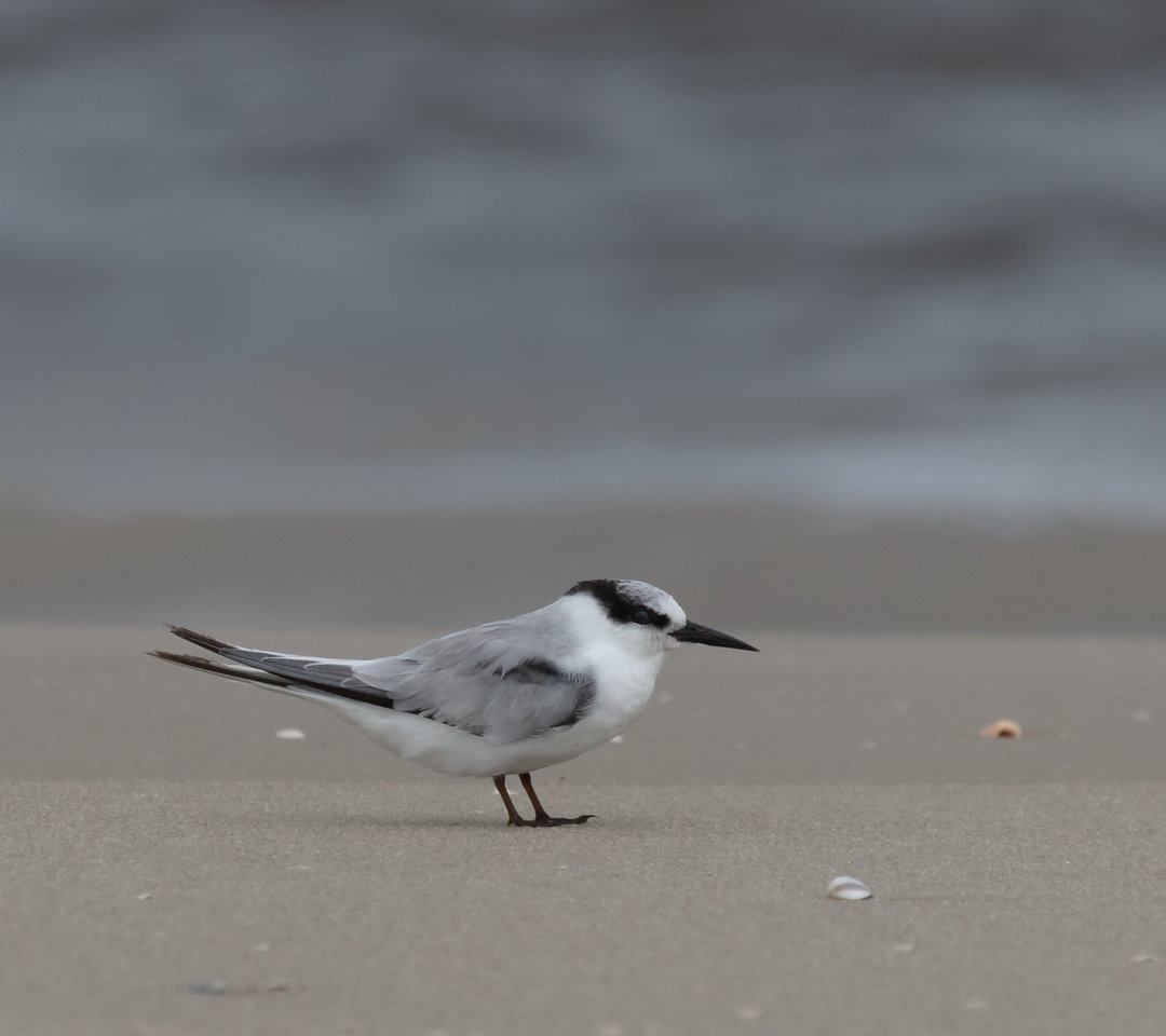 Foto trinta-réis-miúdo (Sternula antillarum) Por Rogerio Knebel | Wiki ...