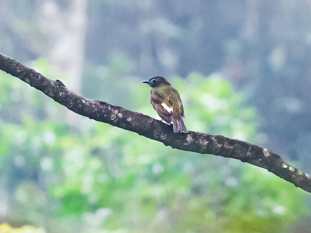 Foto araponga (Procnias nudicollis) Por Mauricio M. Favero | Wiki Aves ...
