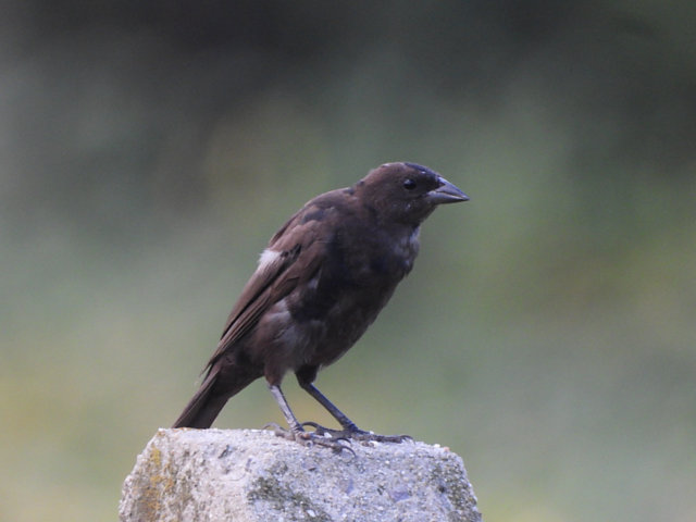 Foto chupim (Molothrus bonariensis) Por Laudelino Moura Jr. | Wiki Aves ...