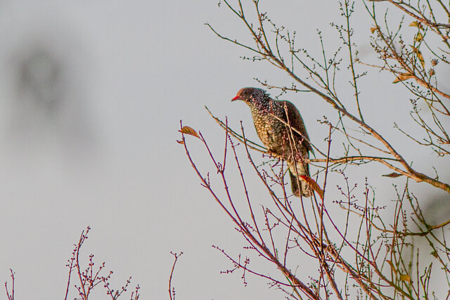 Foto pomba-trocal (Patagioenas speciosa) Por Constantino Melo | Wiki ...