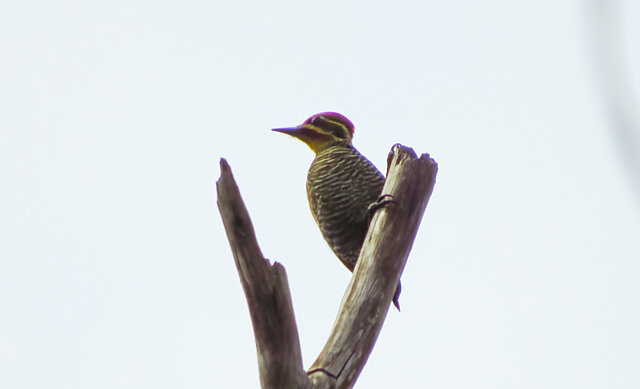 Foto pica-pau-dourado (Piculus aurulentus) Por Fernando Pacheco | Wiki ...