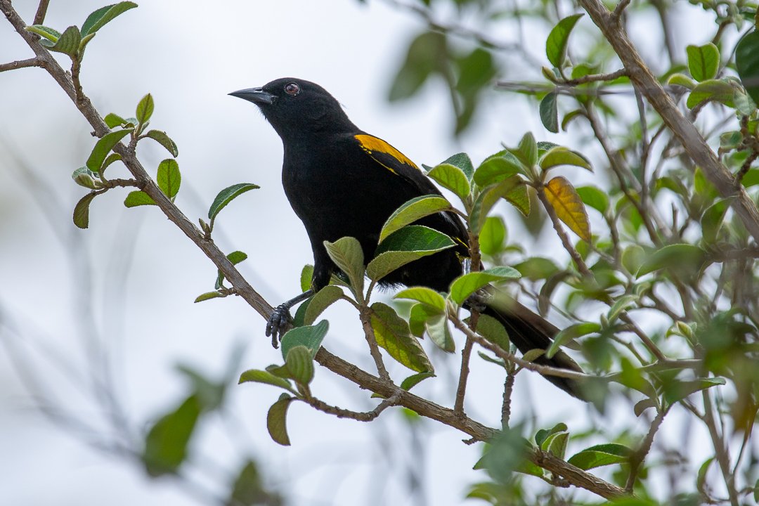 Foto encontro (Icterus pyrrhopterus) Por Wellington Lima | Wiki Aves ...