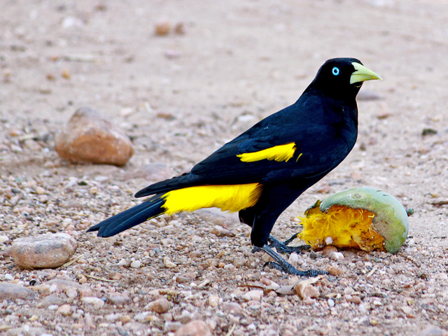 xexéu (Cacicus cela) | WikiAves - A Enciclopédia das Aves do Brasil