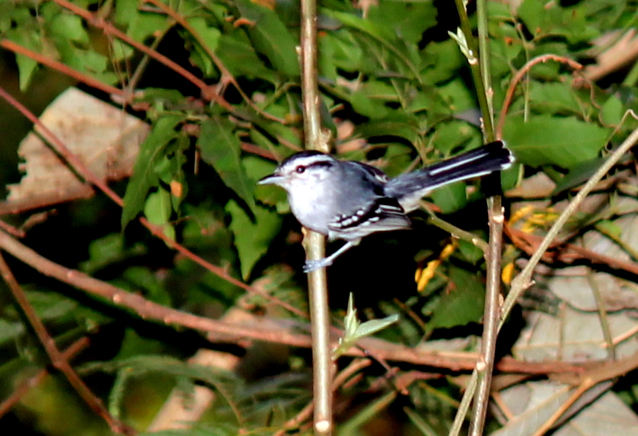Foto chorozinho-de-chapéu-preto (Herpsilochmus atricapillus) Por Vagner ...