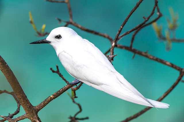 grazina (Gygis alba) | WikiAves - A Enciclopédia das Aves do Brasil