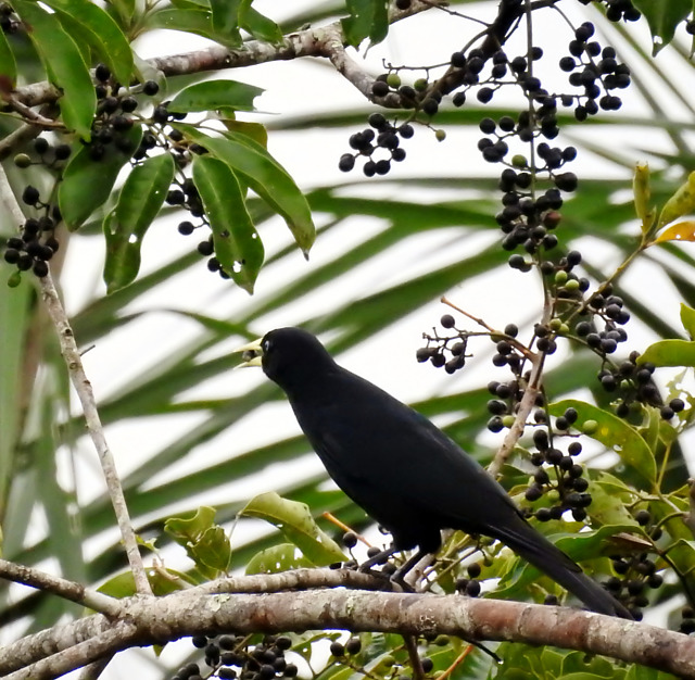 Foto guaxe (Cacicus haemorrhous) Por Elizabeth Diniz | Wiki Aves - A ...