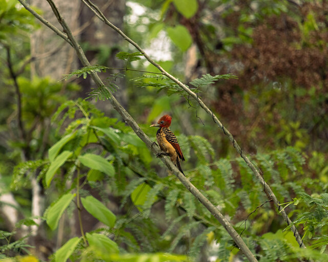 Foto pica-pau-lindo (Celeus spectabilis) Por Willian Cardoso | Wiki ...