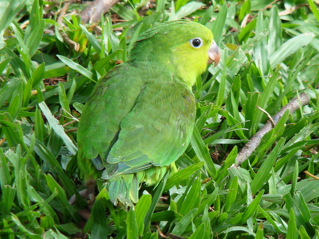 periquito-rico (Brotogeris tirica) | WikiAves - A Enciclopédia das Aves ...