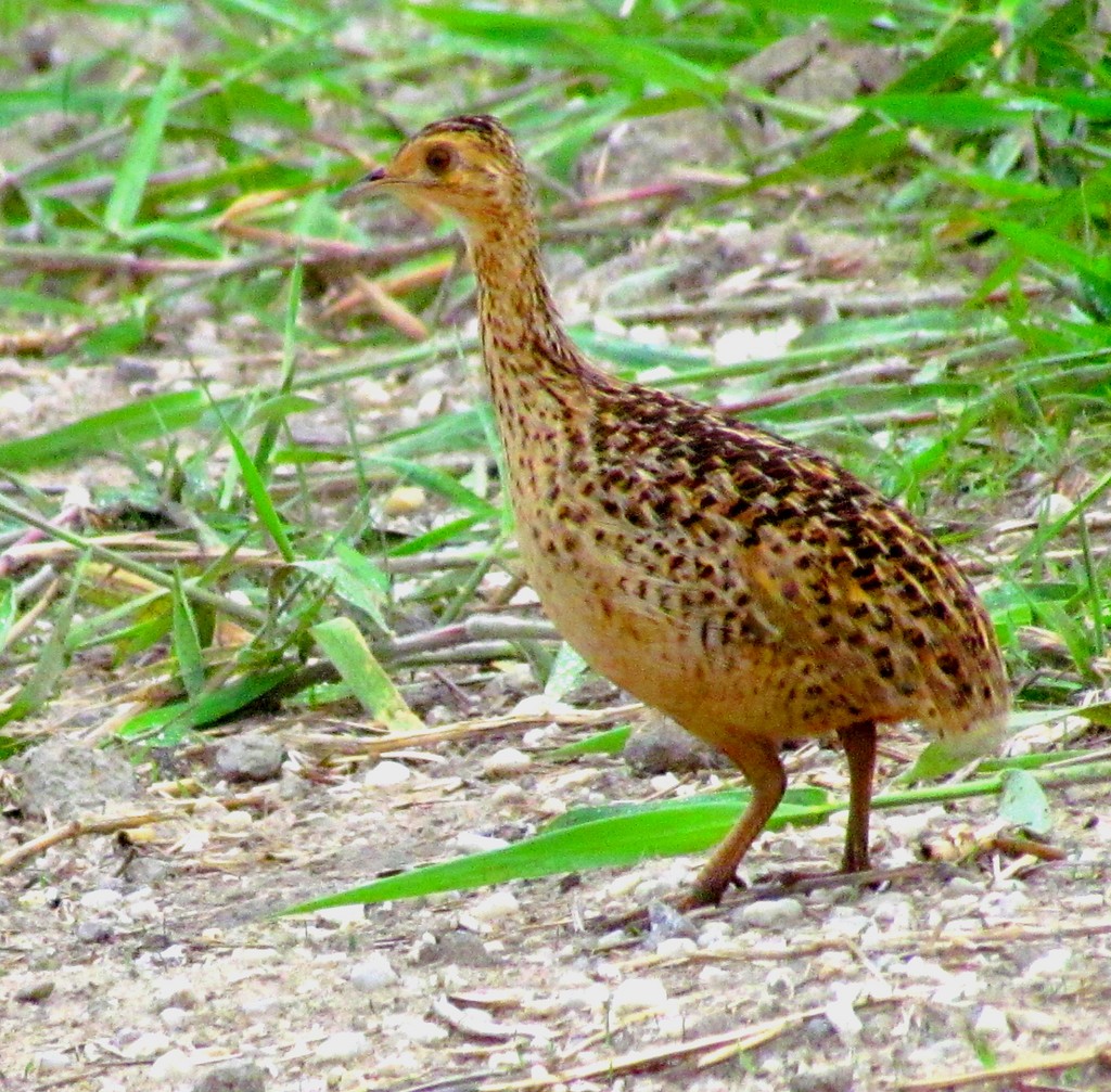 Foto codorna-amarela (Nothura maculosa) Por Marcia Carvalho | Wiki Aves ...