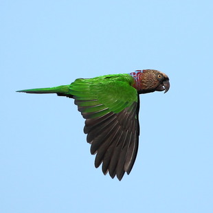 anacã (Deroptyus accipitrinus) | WikiAves - A Enciclopédia das Aves do ...