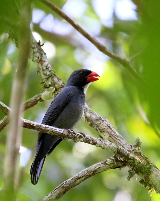 Foto bico-encarnado (Saltator grossus) Por Valmir Cordasso | Wiki Aves ...