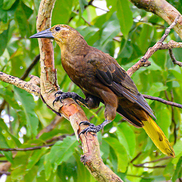 Foto japu-pardo (Psarocolius angustifrons) Por José Rondon | Wiki Aves ...
