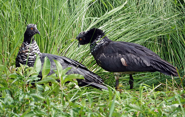 Foto anhuma (Anhima cornuta) Por Carlos E. Blanco | Wiki Aves - A ...
