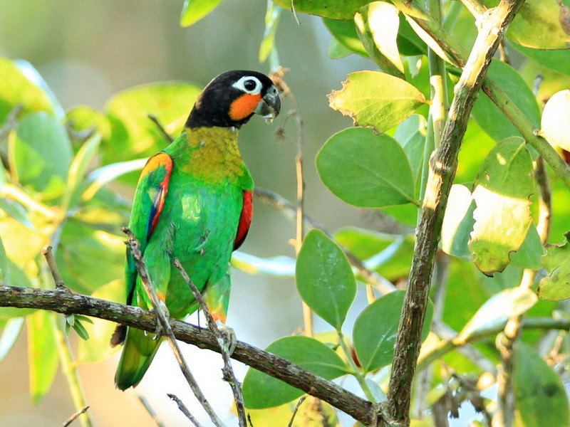 Foto curica-de-bochecha-laranja (Pyrilia barrabandi) Por Ester Ramirez ...
