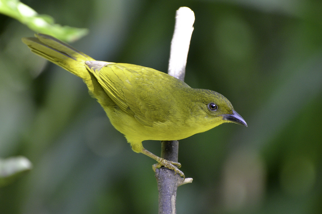 Foto catirumbava (Orthogonys chloricterus) Por Roberto Pitui | Wiki ...