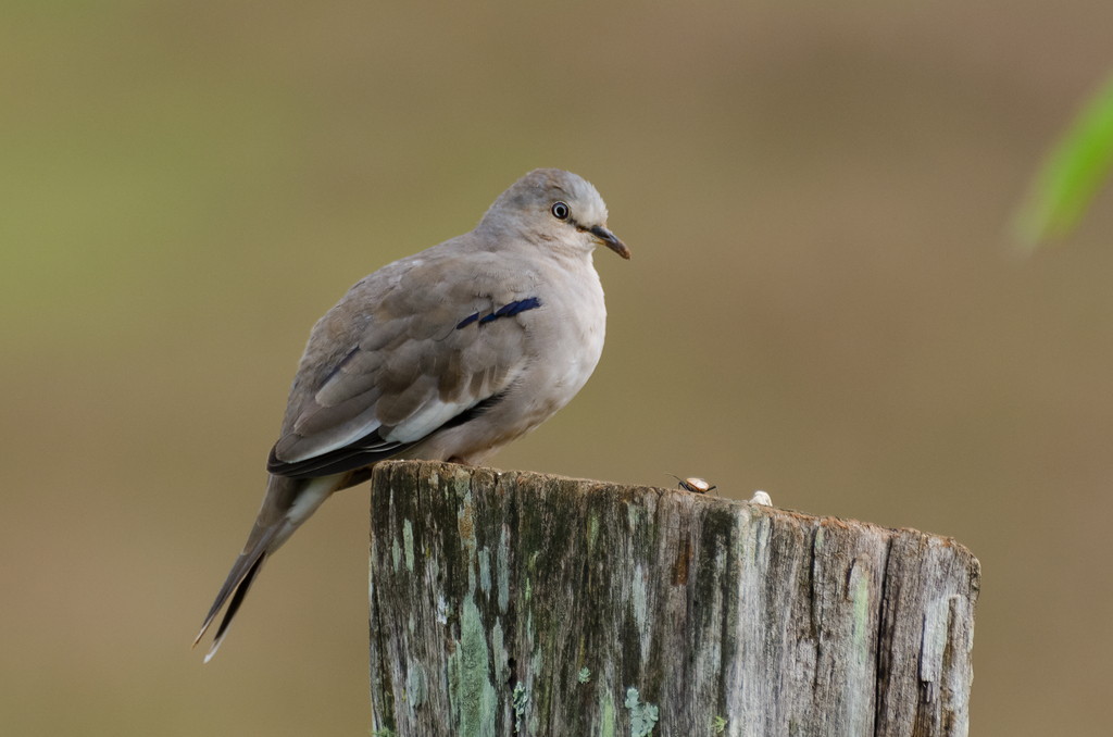Foto rolinha-picuí (Columbina picui) Por Charles Boufleur | Wiki Aves ...
