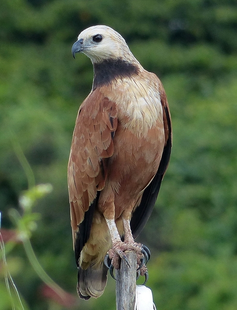 gavião-belo (Busarellus nigricollis) | WikiAves - A Enciclopédia das ...