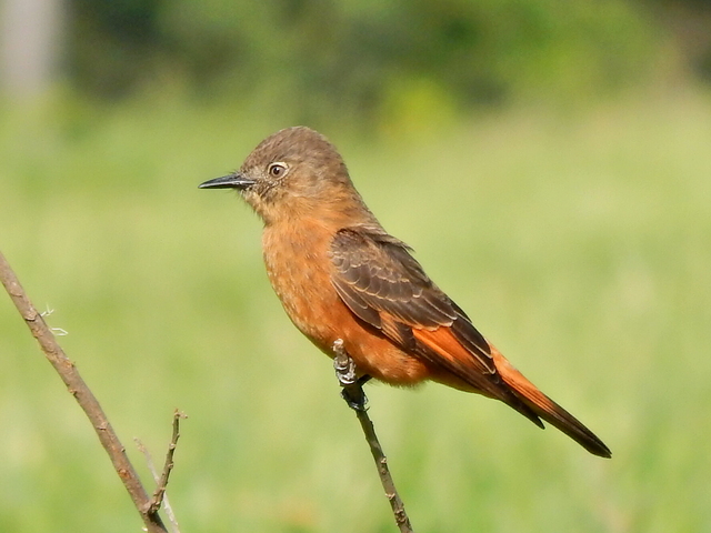 Foto gibão-de-couro (Hirundinea ferruginea) Por Marco Faustino | Wiki ...