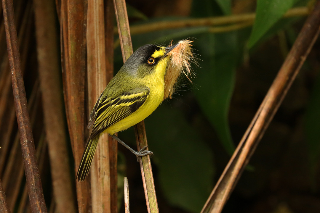 Foto teque-teque (Todirostrum poliocephalum) Por Leonardo Casadei ...